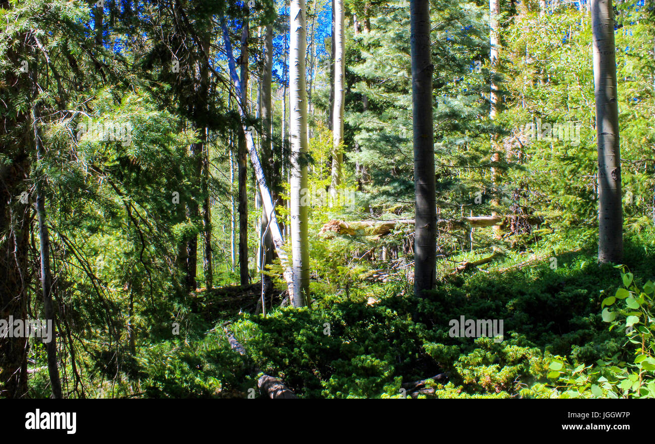 A very thick forest composed of green and yellow with some white and a ...