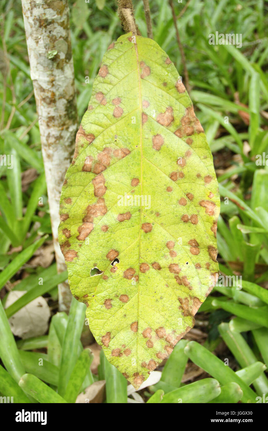 Leaf with fungi, 2016, Park Ecológico Quedas do Rio Bonito, Lavras ...