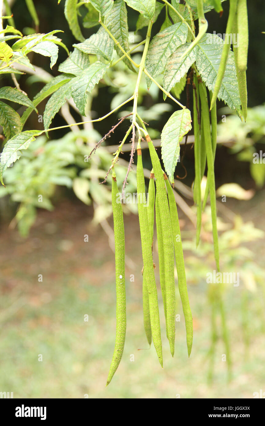 Mussambê-kid, 2016, Park Ecológico Quedas do Rio Bonito, Lavras, Minas ...