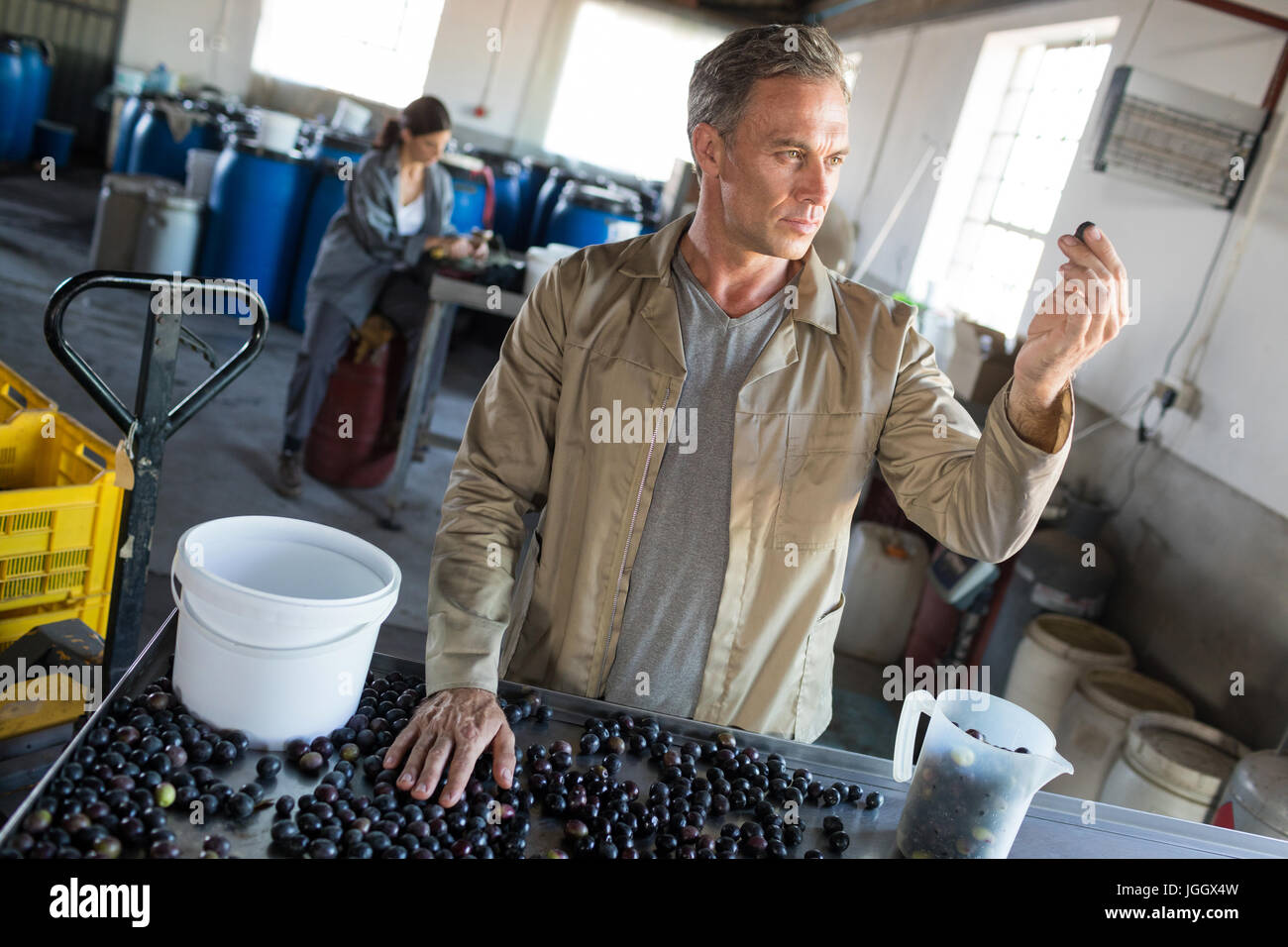 Attentive worker checking a harvested olives in factory Stock Photo - Alamy