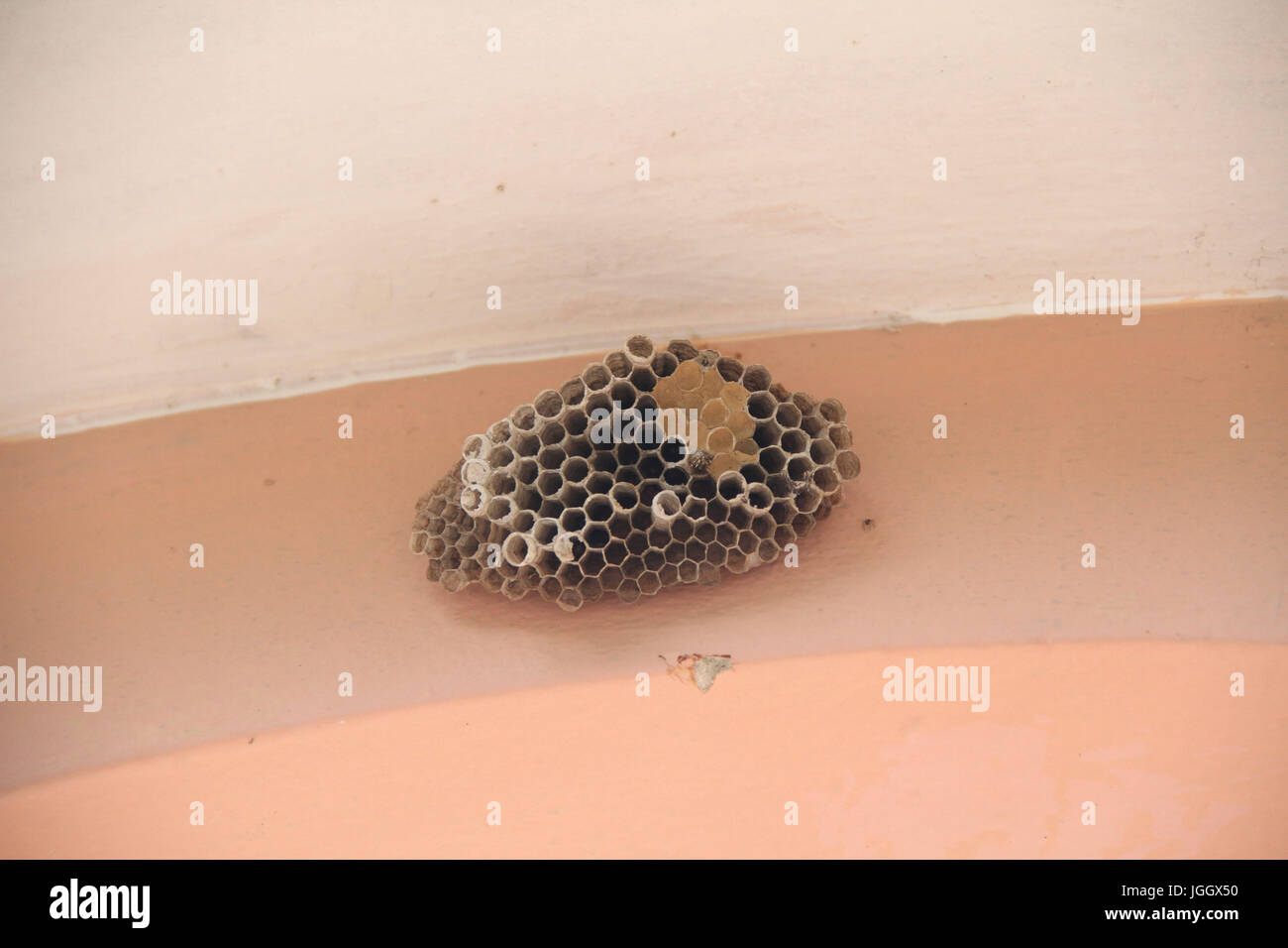 Marimbondo home hi-res stock photography and images - Alamy