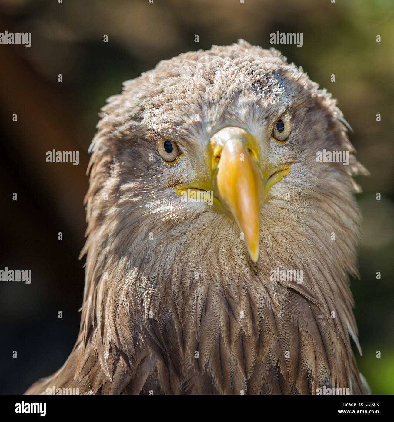 White tailed sea eagle hi-res stock photography and images - Alamy