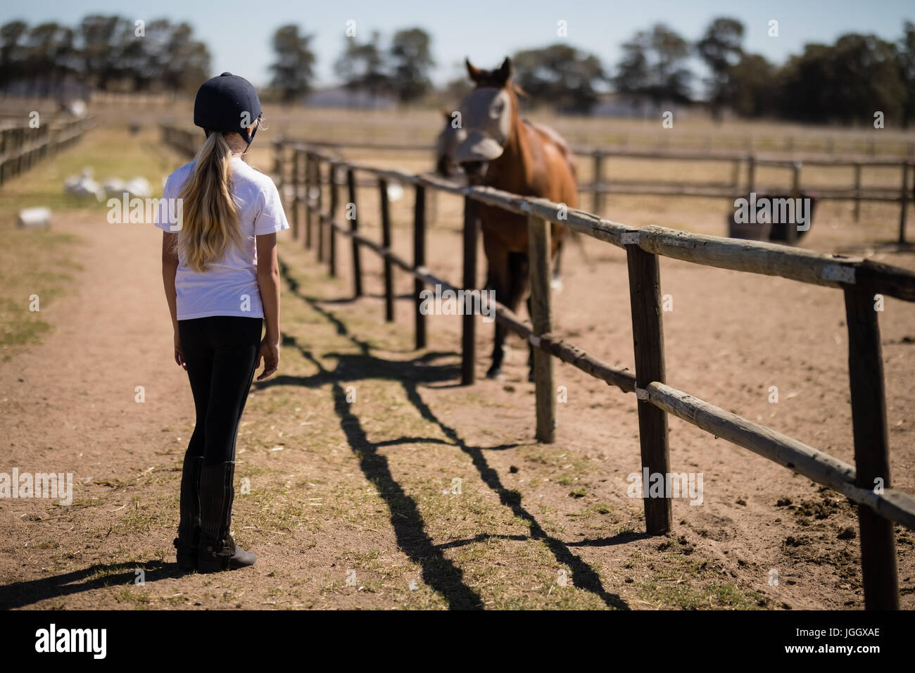 Rear view of girl looking at the brown pony in the ranch Stock Photo ...