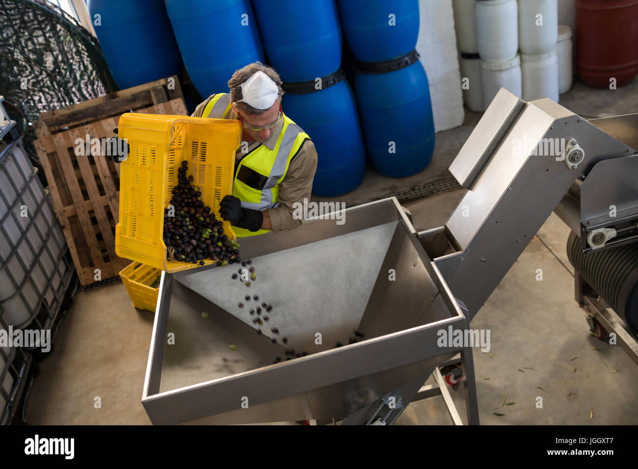 Worker putting harvested olive in machine at factory Stock Photo - Alamy