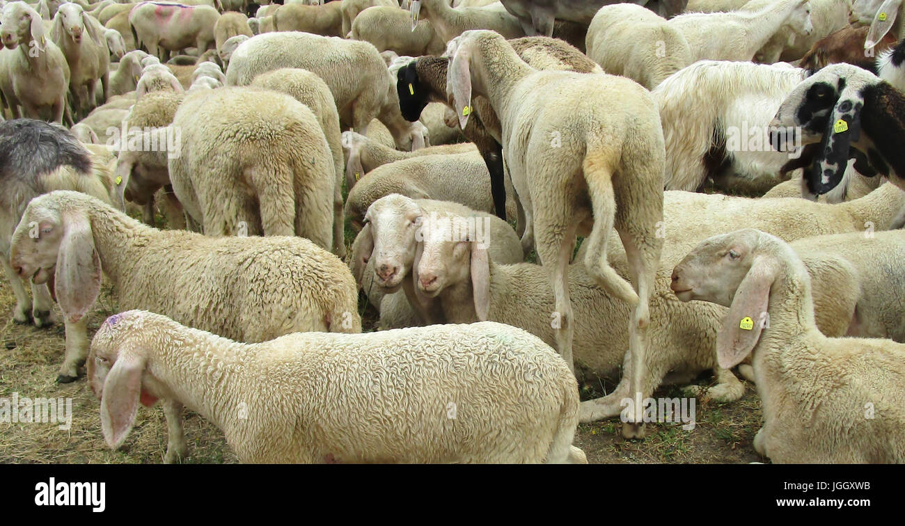 Flock of goats and sheep 5 Stock Photo - Alamy