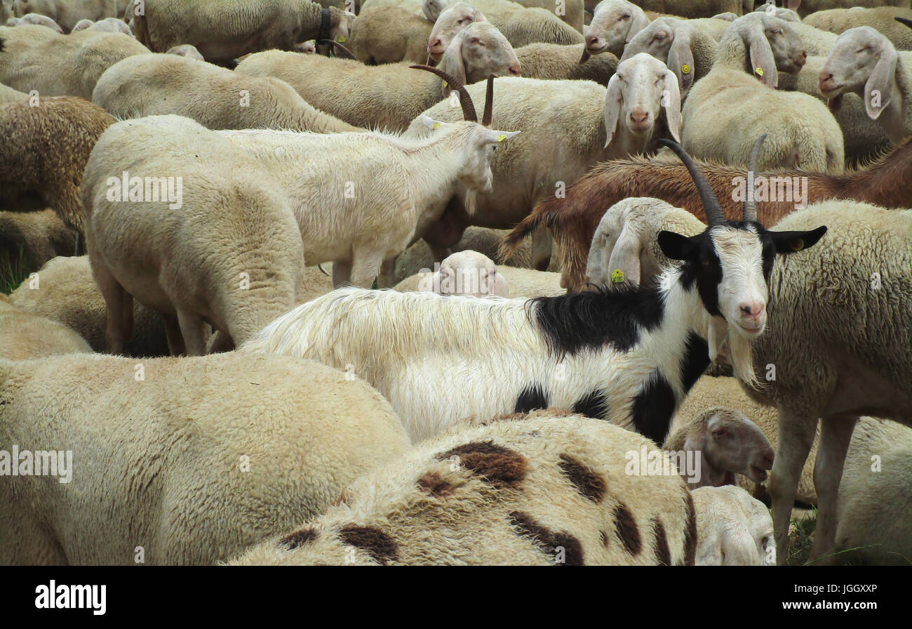 Flock of goats and sheep 7 Stock Photo - Alamy