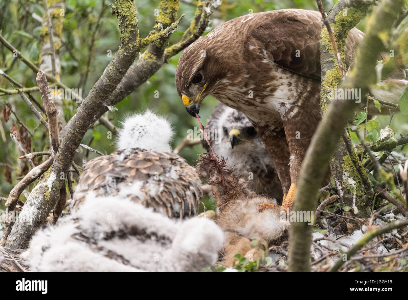 Common buzzard chick hi-res stock photography and images - Alamy