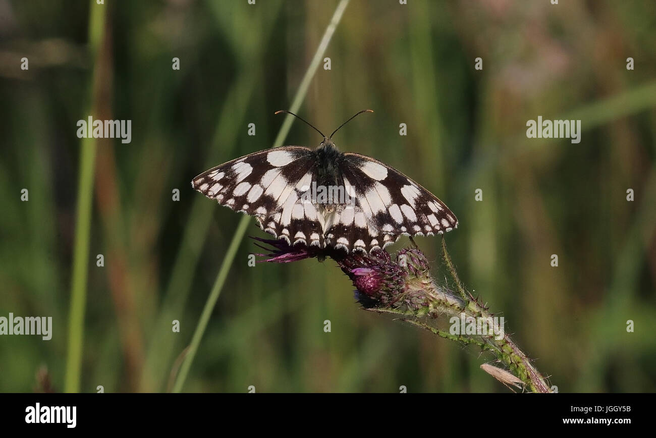 Marbled White Butterfly Melanargia galathea Stock Photo - Alamy