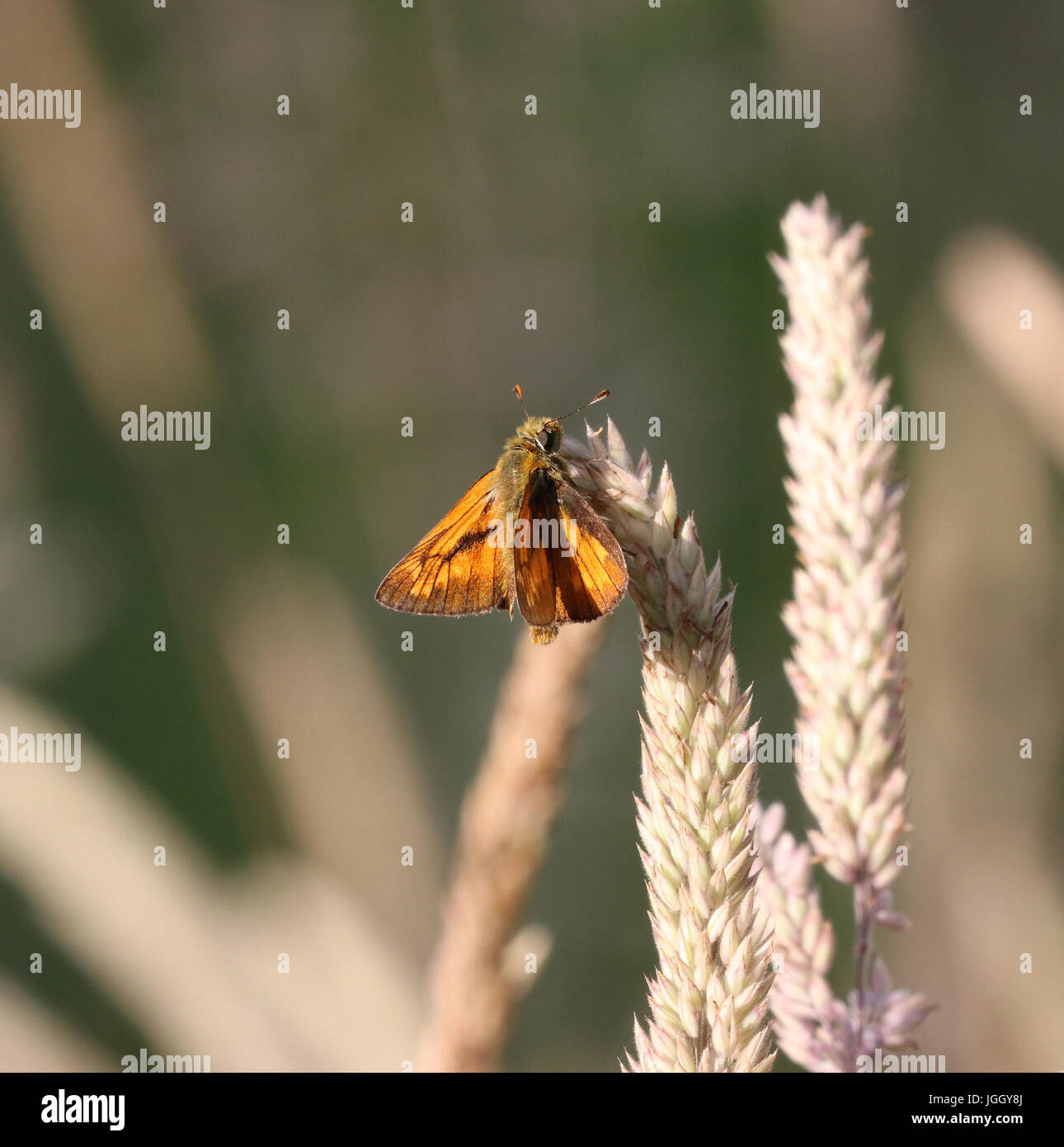 Small Skipper Butterfly close up Stock Photo - Alamy