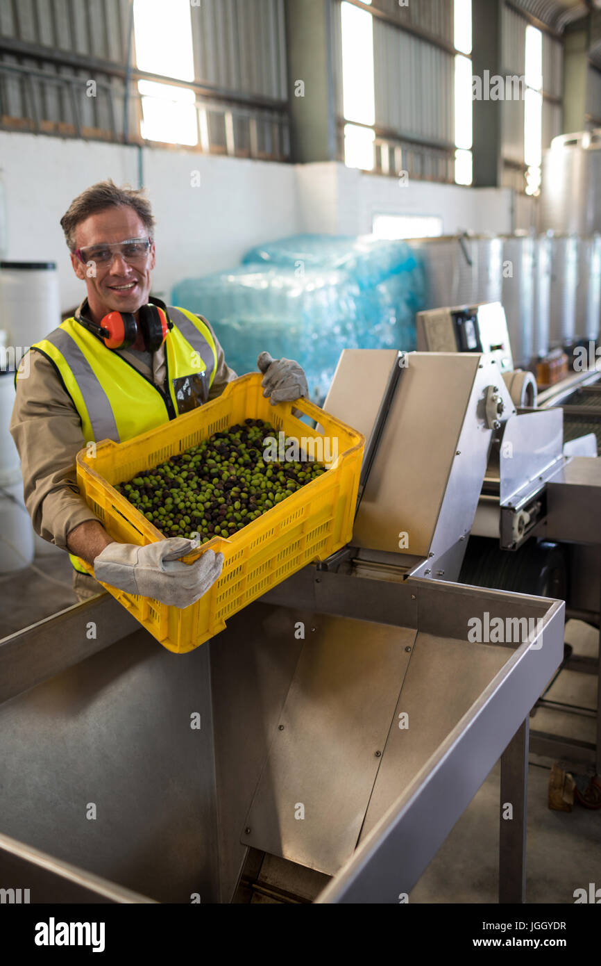 Portrait of happy worker putting harvested olive in machine at factory ...