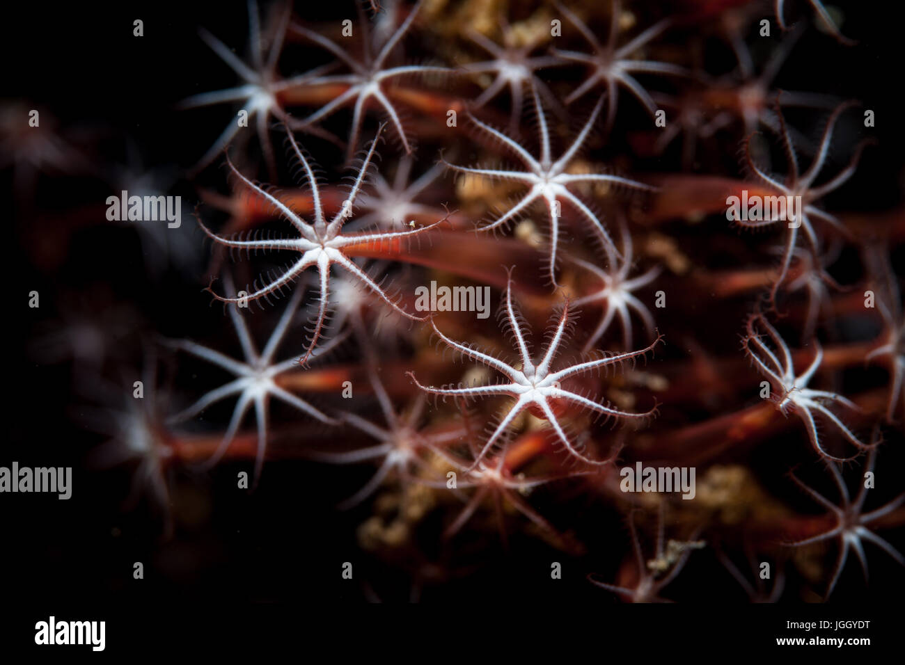 Wilderness polyps hi-res stock photography and images - Alamy