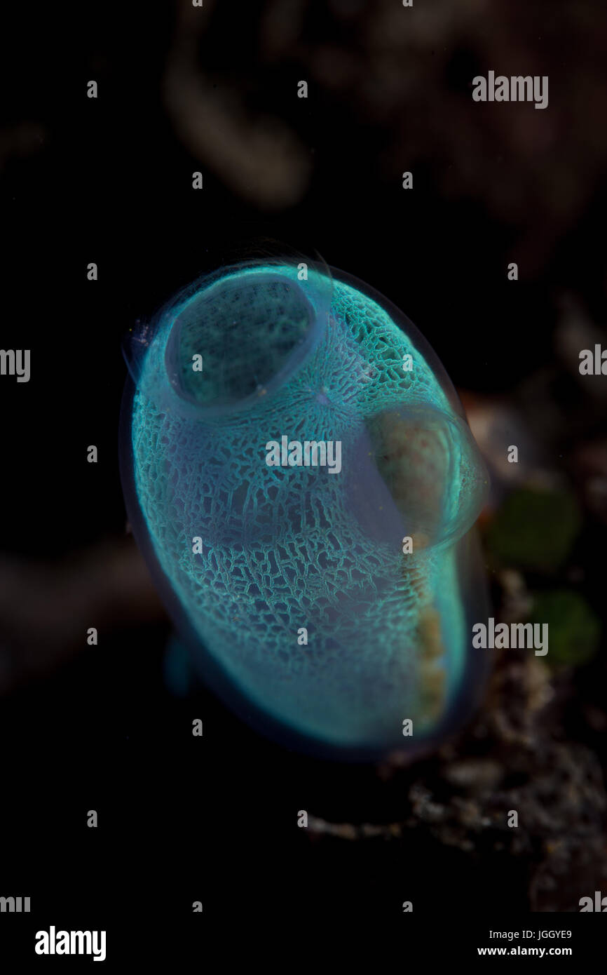 A delicate tunicate grows on the seafloor in Lembeh Strait, Indonesia ...
