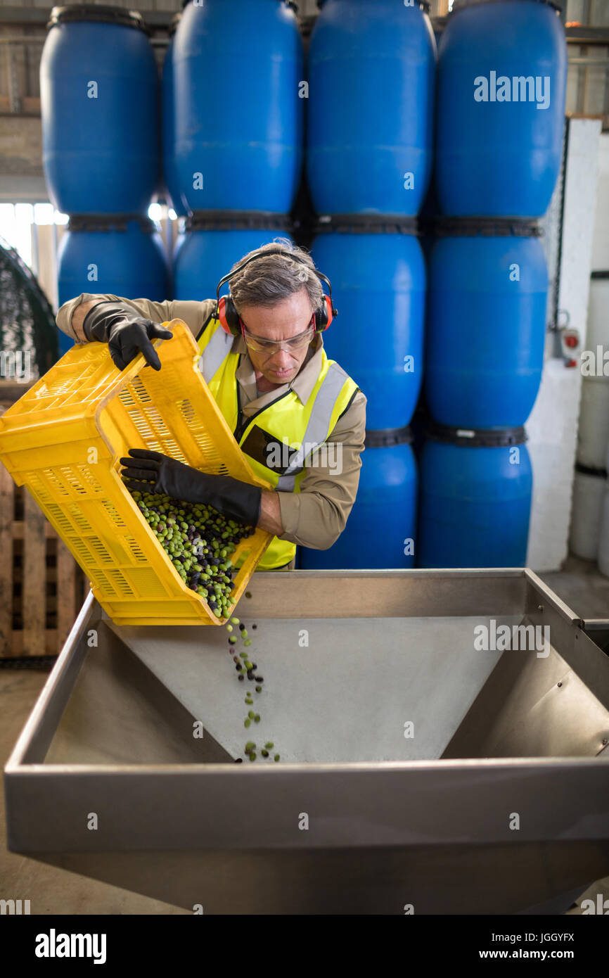 Worker putting harvested olive in machine at factory Stock Photo - Alamy