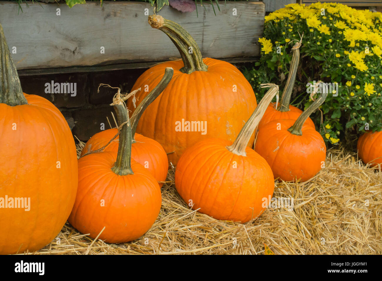 Thanksgiving harvest fall holiday hi-res stock photography and images ...