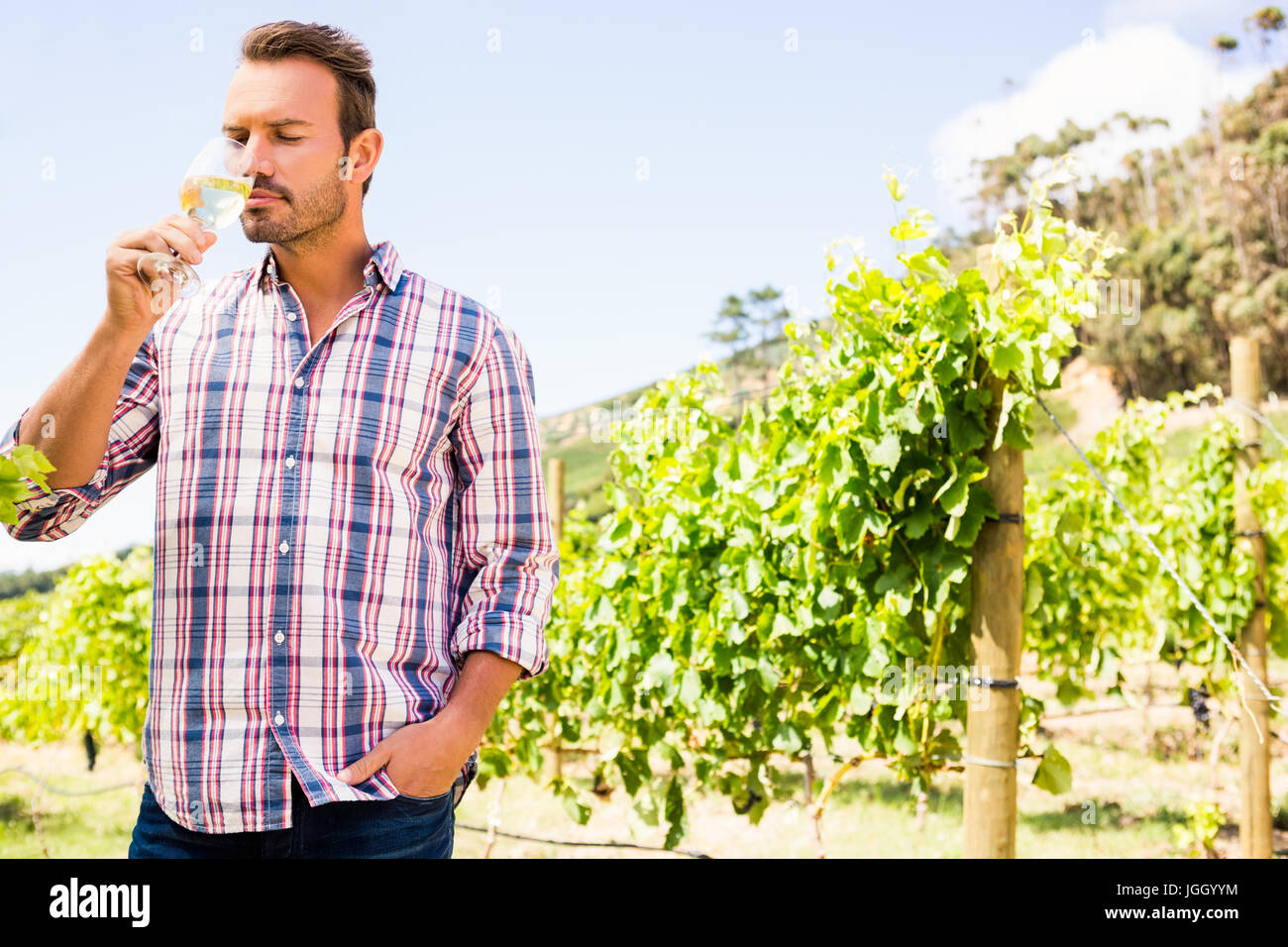 Handsome man drinking wine at vineyard on sunny day Stock Photo - Alamy