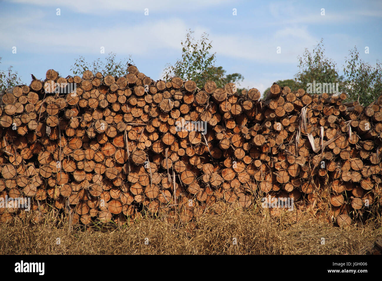 reforestation area, city, 2016, Luminárias, Minas Gerais, Brazil Stock ...