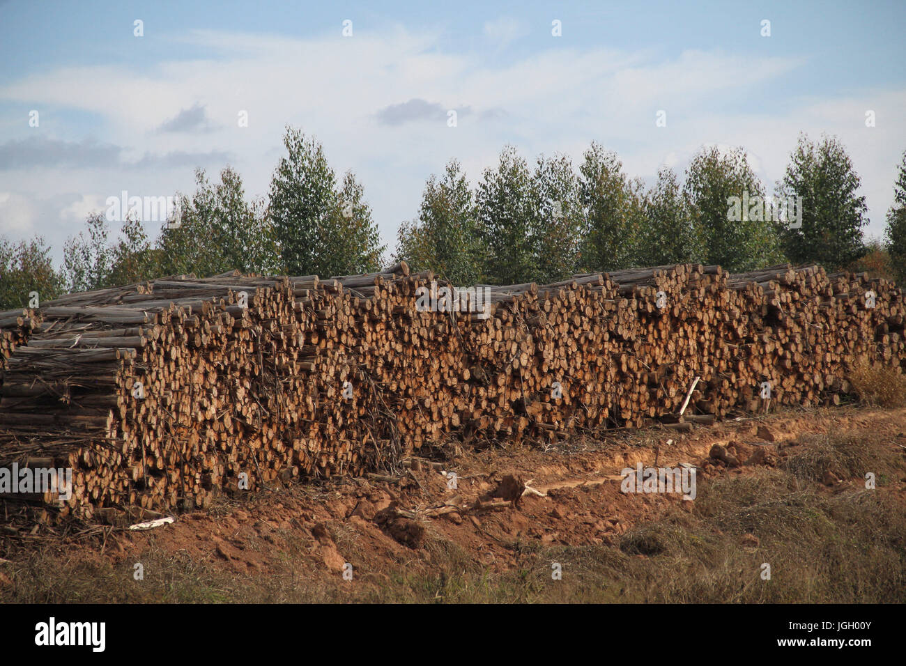Reforestation brazil hi-res stock photography and images - Alamy