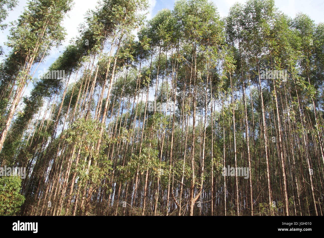reforestation area, city, 2016, Luminárias, Minas Gerais, Brazil Stock ...