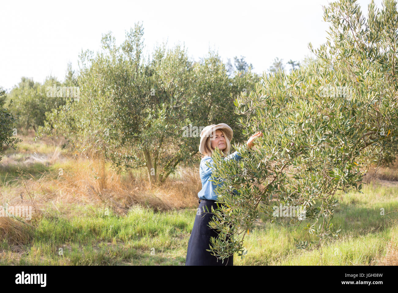 Collecting olives on olive tree hi-res stock photography and images - Alamy