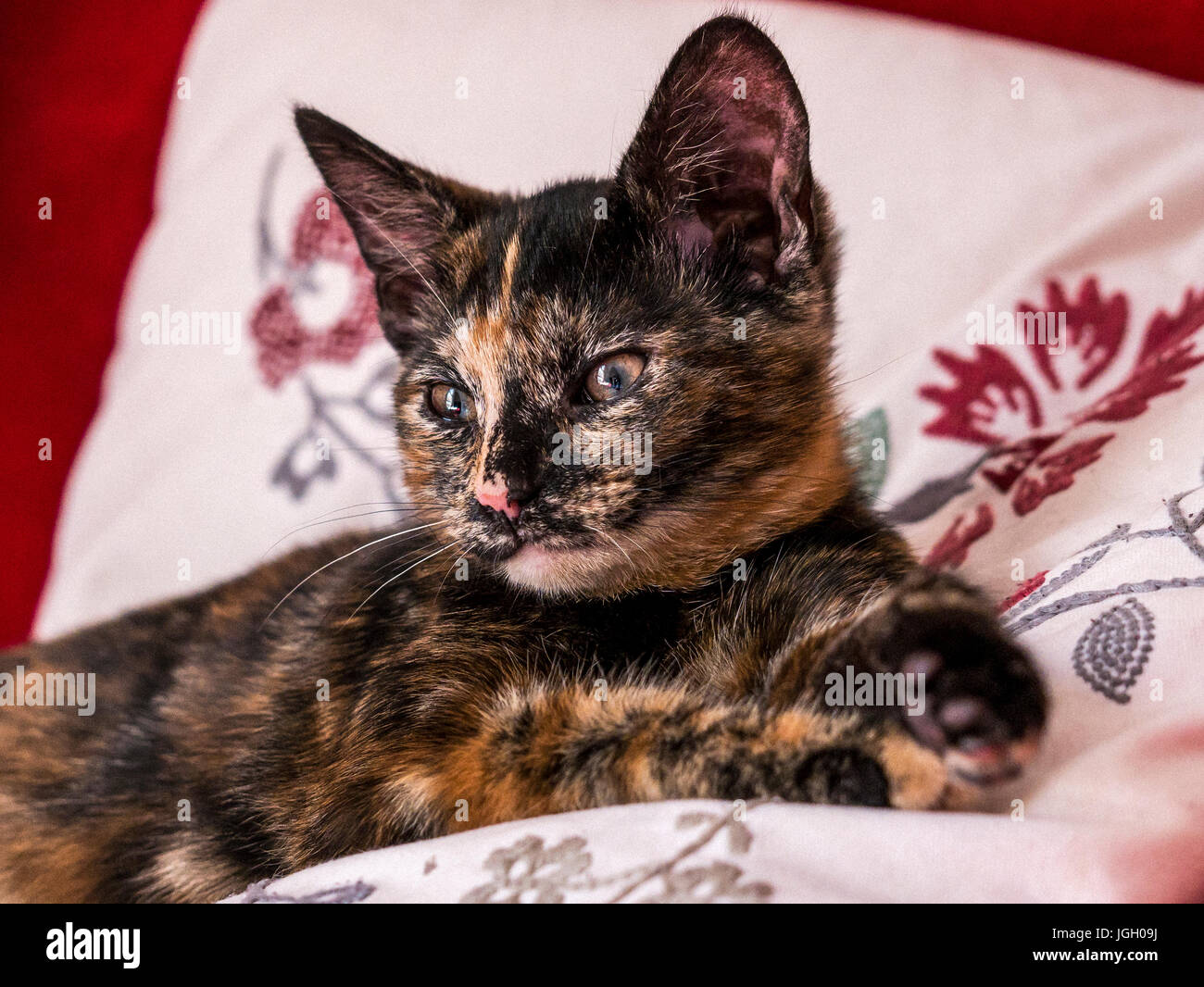 Kitten laying down hi-res stock photography and images - Alamy