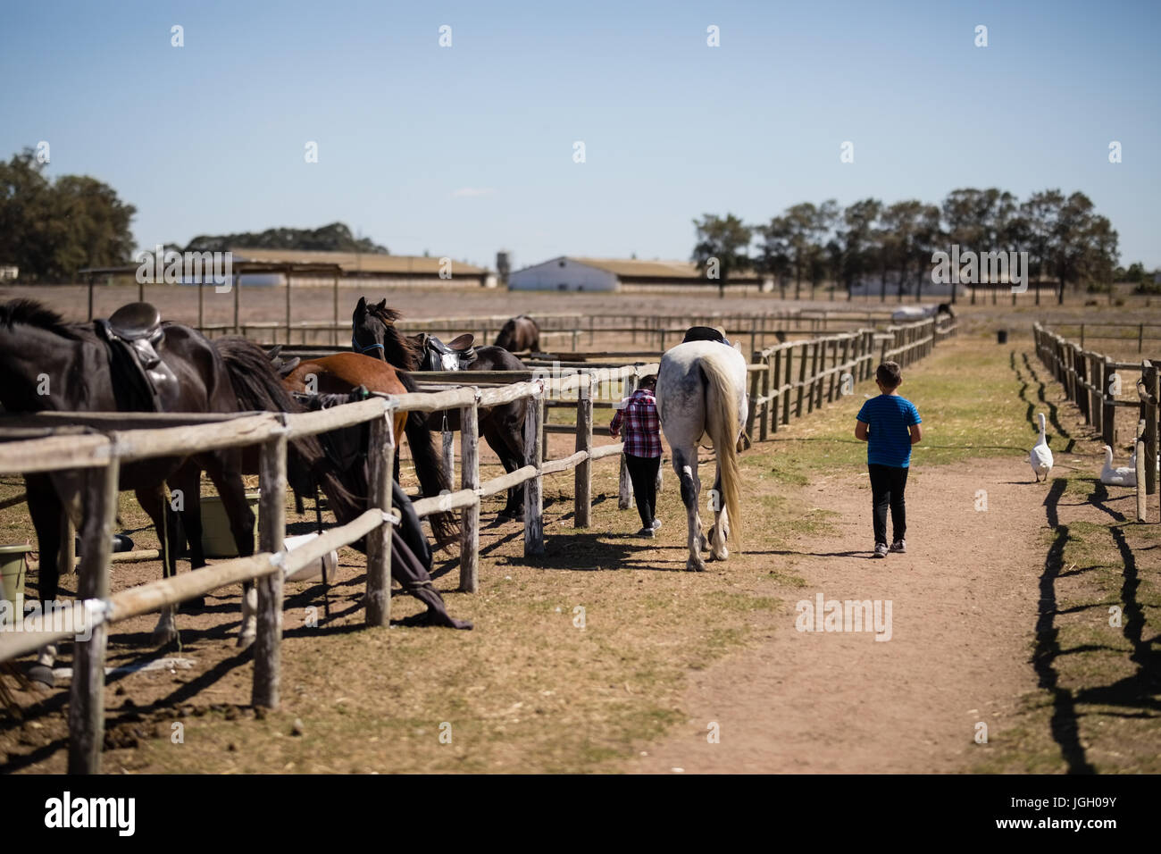 Rear view of kids walking with a white horse in the ranch Stock Photo ...