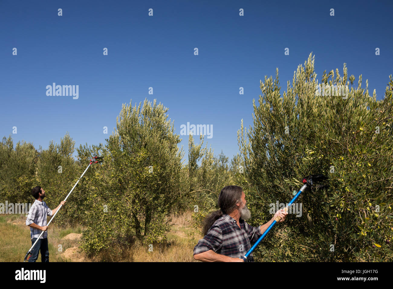 Men using olive picking tool while harvesting in farm Stock Photo - Alamy