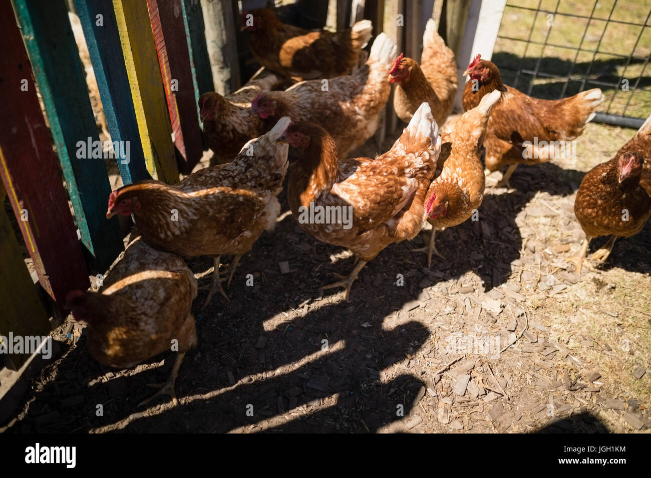 Hen with a pen hi-res stock photography and images - Alamy
