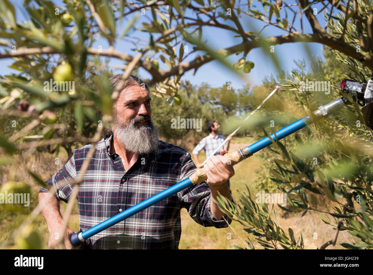 Man using olive picking tool while harvesting in farm Stock Photo - Alamy