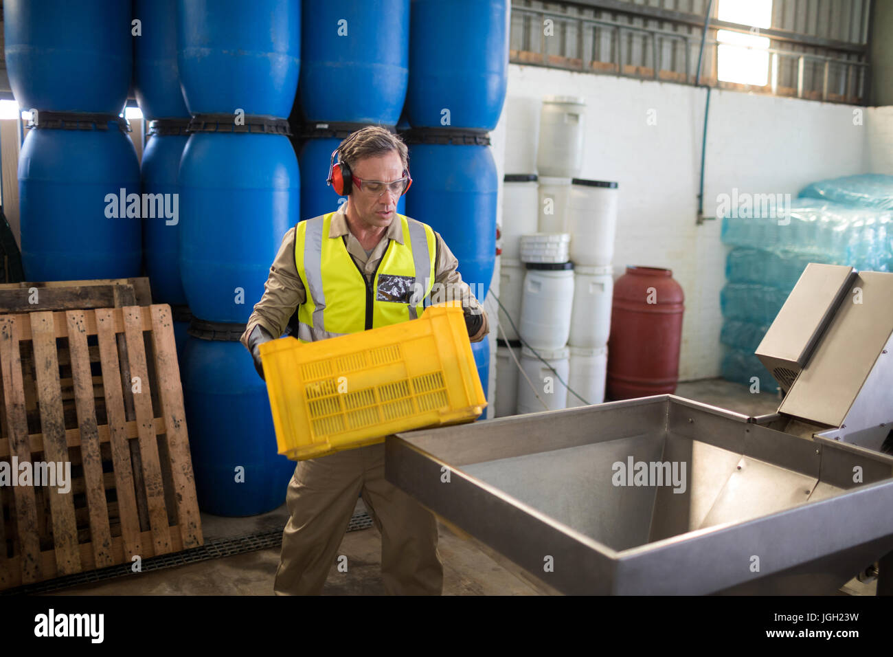 Worker putting harvested olive in machine at factory Stock Photo - Alamy