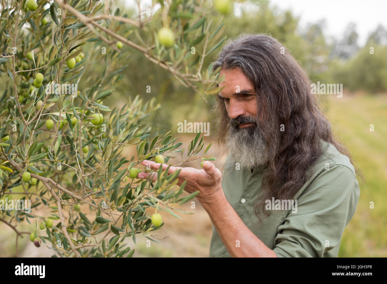 Farmer observing olive on plant in farm Stock Photo - Alamy