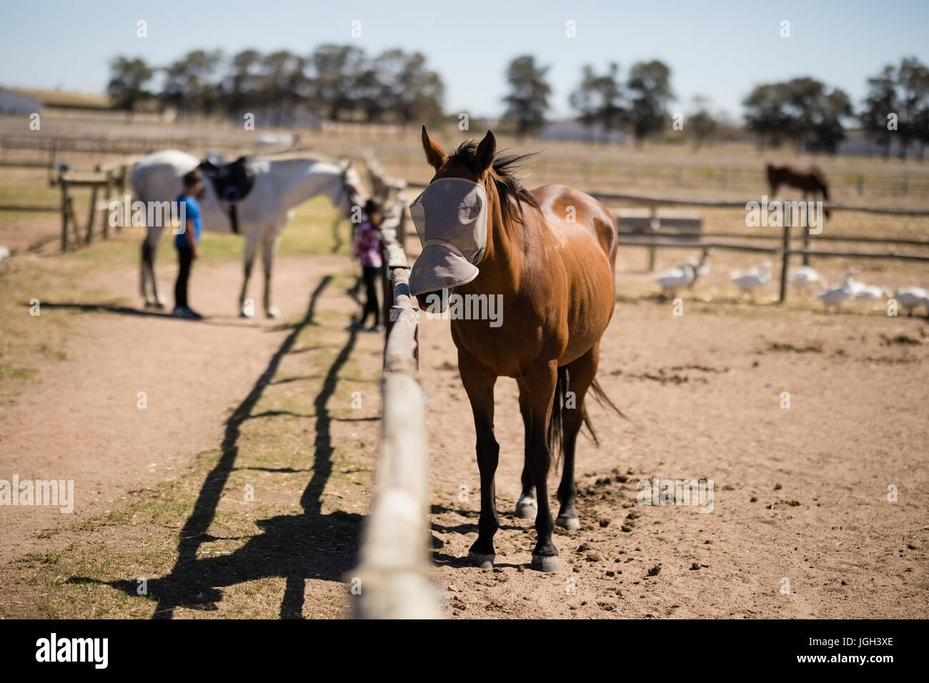 Horse standing at ranch on a sunny day Stock Photo - Alamy