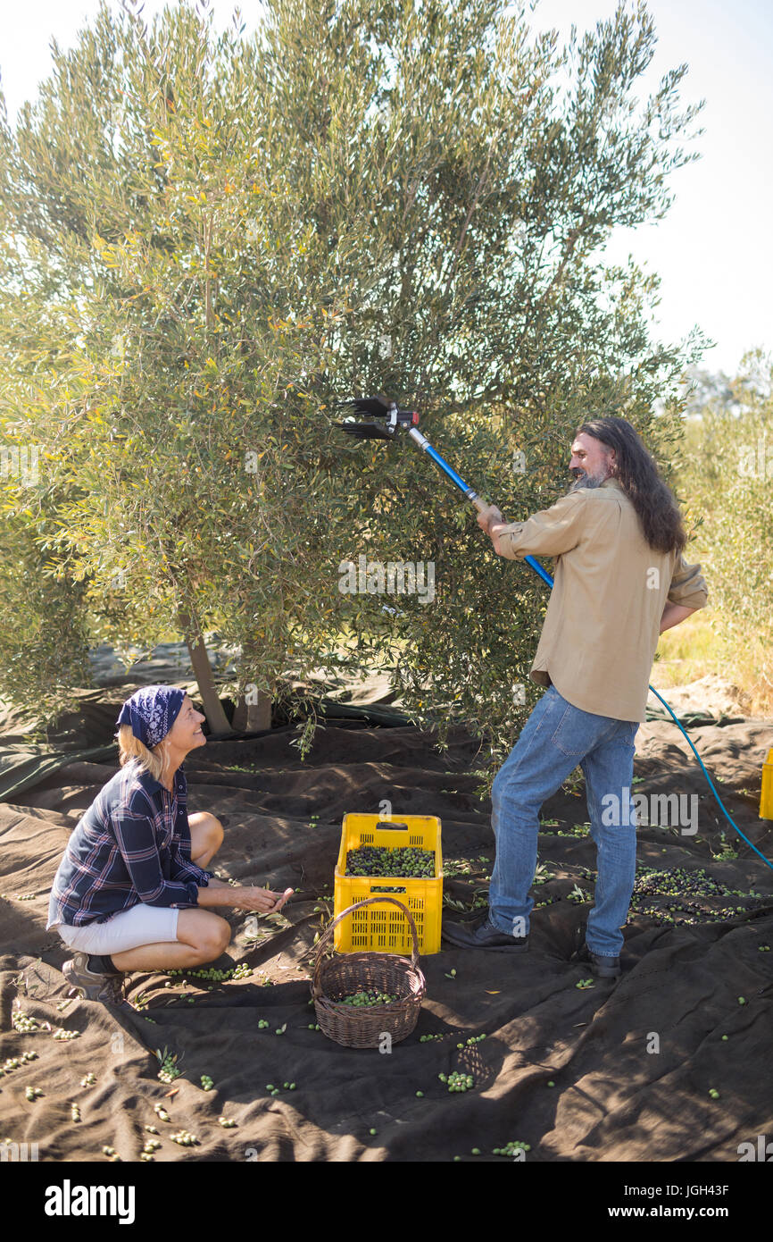 Olive Harvesting, Machine High Resolution Stock Photography and Images ...