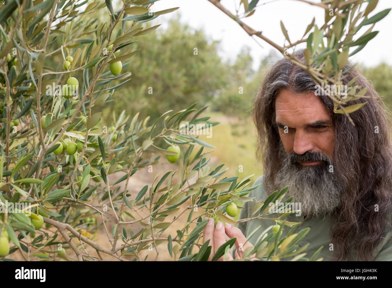 Olive harvest on farm hi-res stock photography and images - Alamy