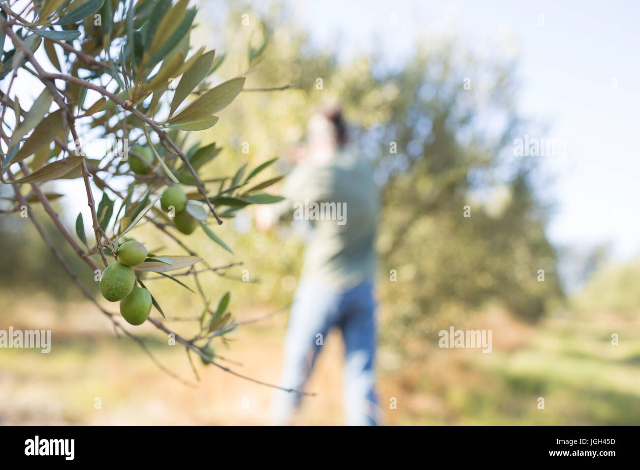 Close up ripe olive hi-res stock photography and images - Alamy