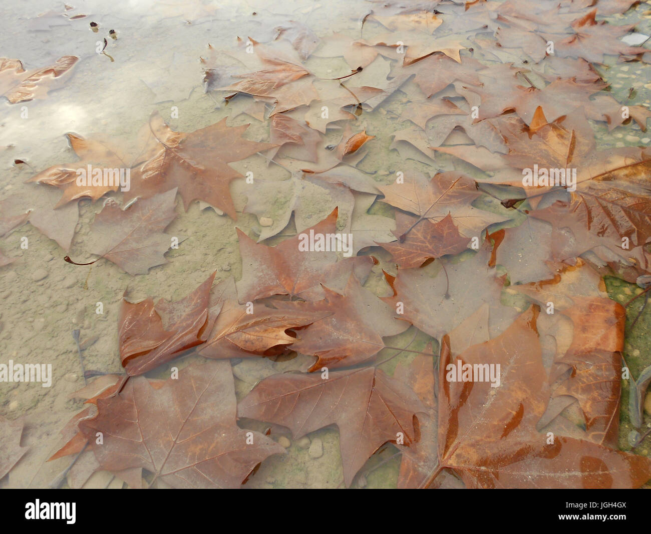 Fallen leaves in a puddle Stock Photo - Alamy