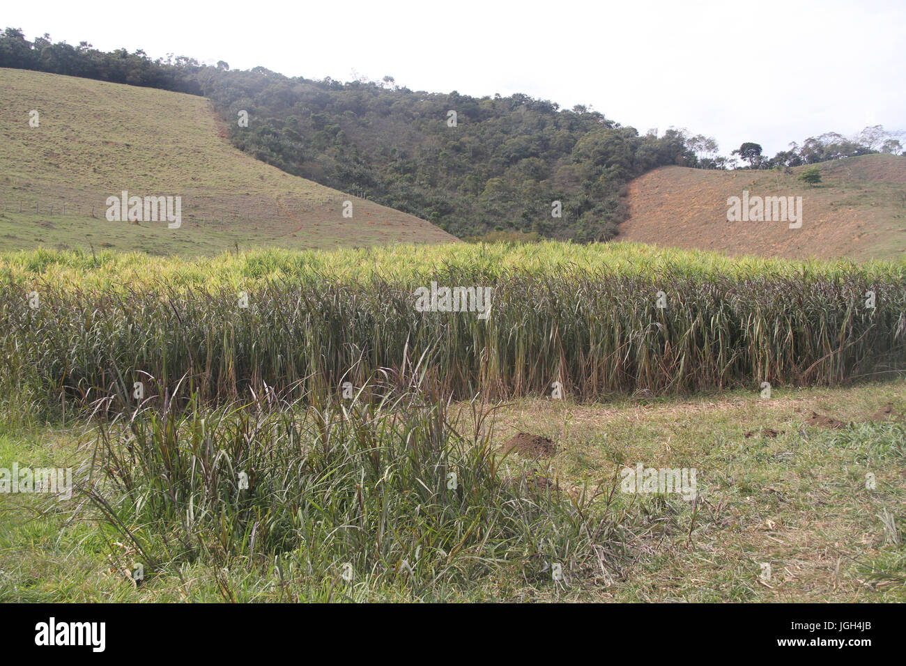 Panicum grass brazil hi-res stock photography and images - Alamy