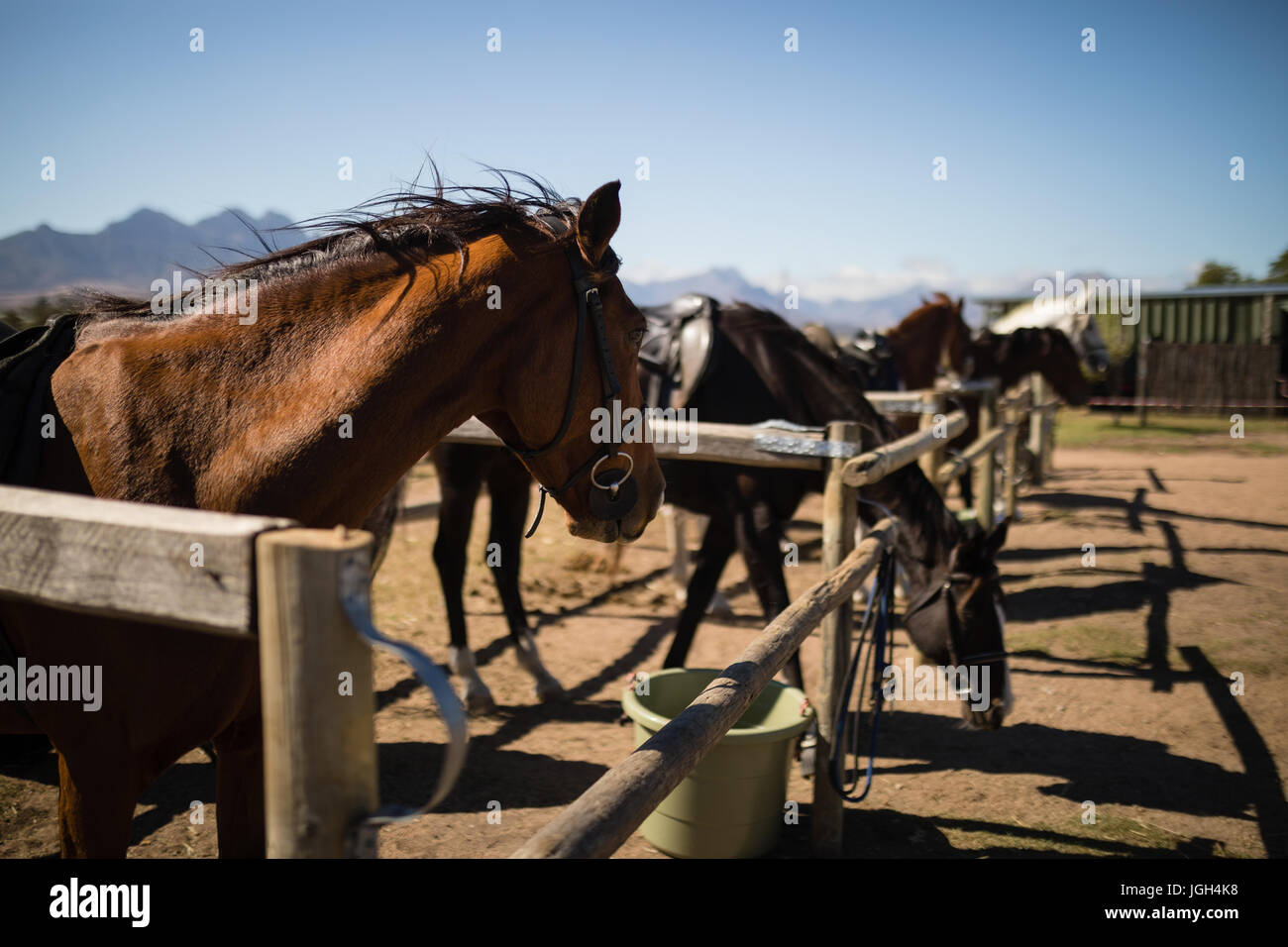 Horses standing in the ranch on a sunny day Stock Photo - Alamy