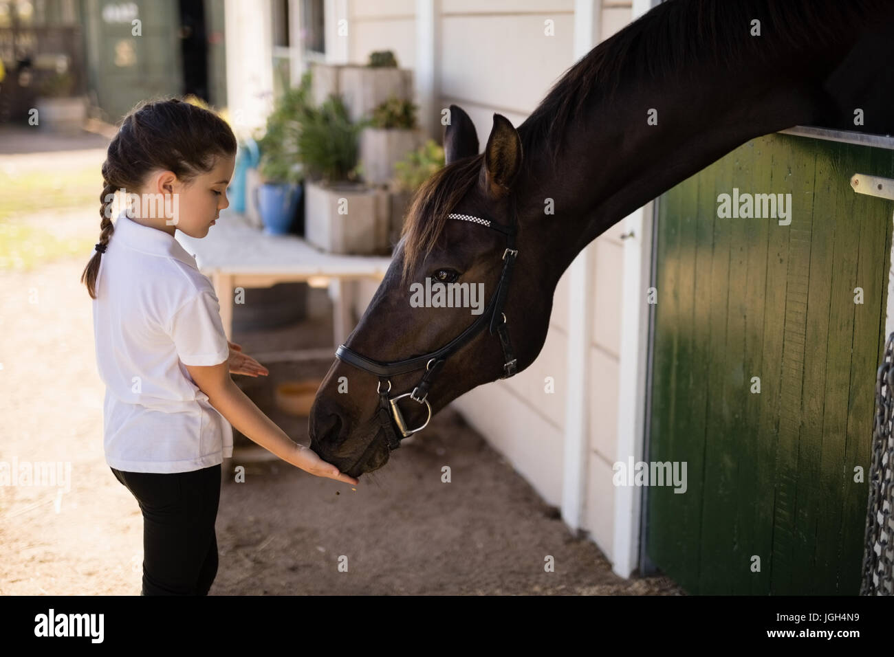 Little girl feeding a horse in the stable Stock Photo - Alamy