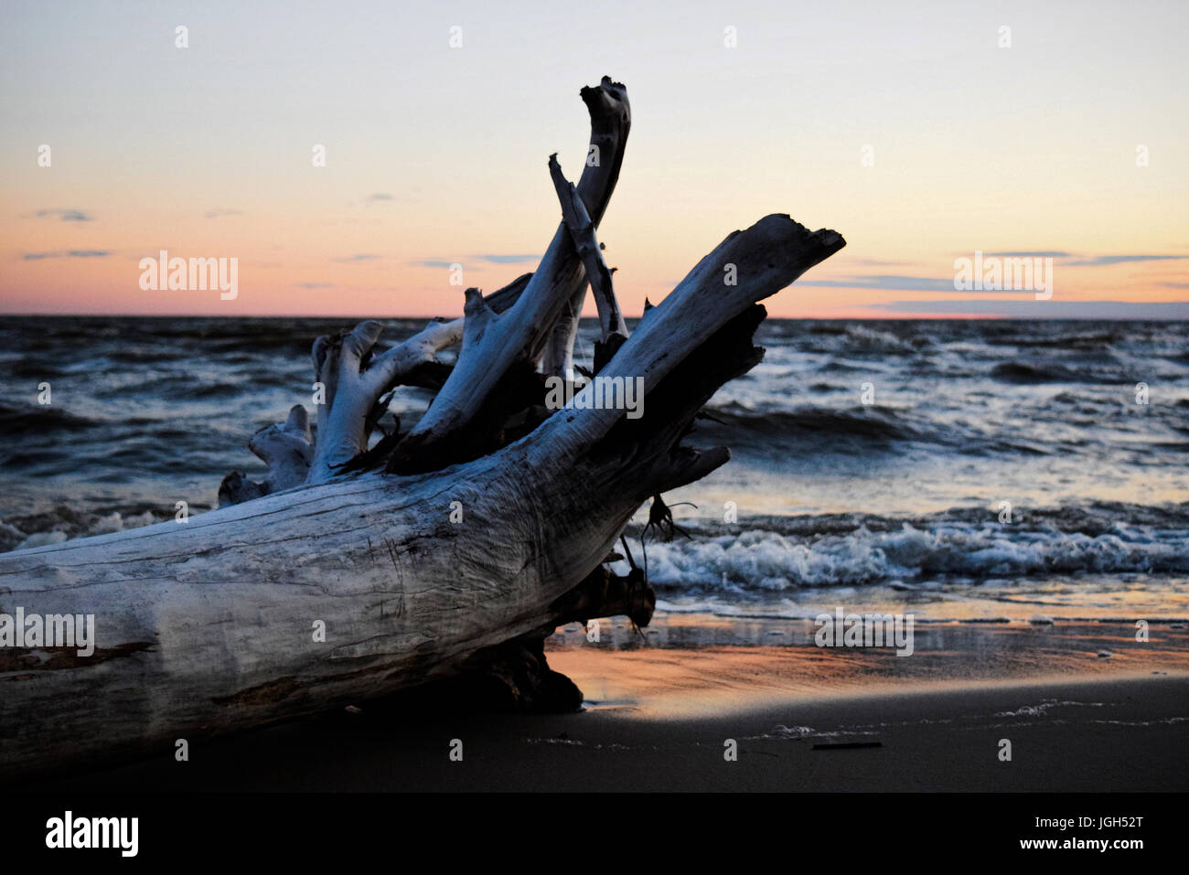Broken tree branch on the beach Stock Photo - Alamy