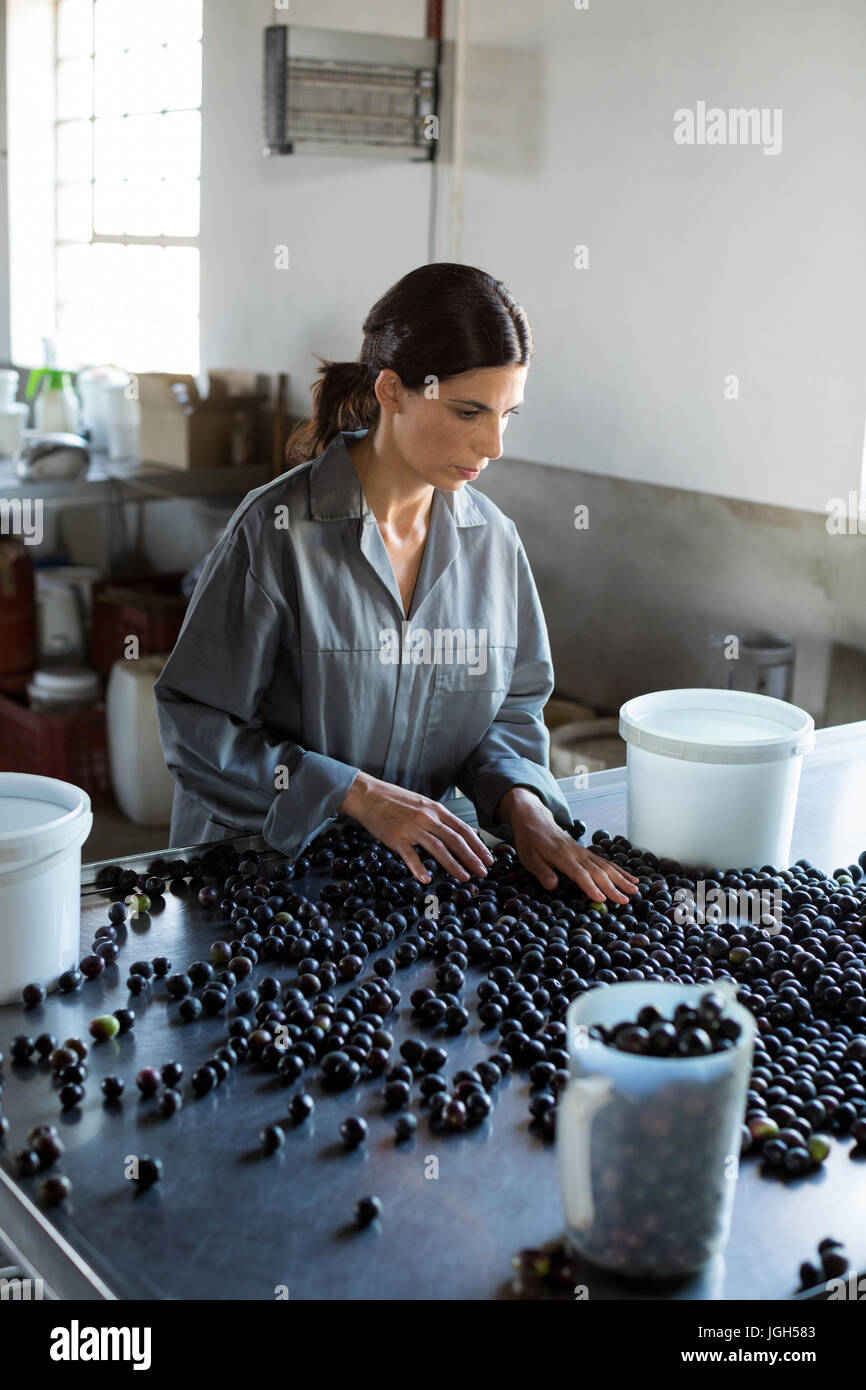 Attentive worker checking a harvested olives in factory Stock Photo - Alamy