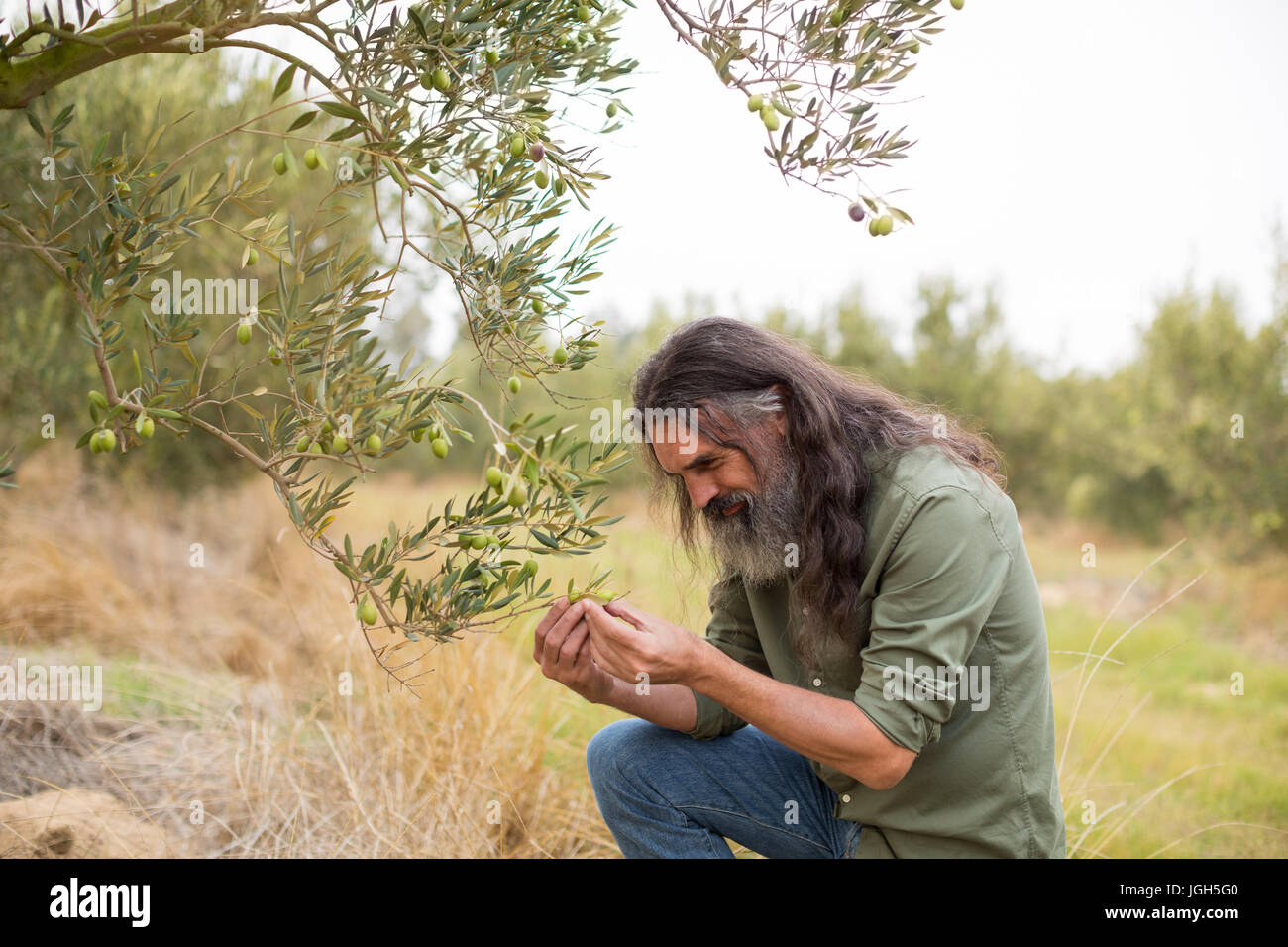 Olive harvest on farm hi-res stock photography and images - Alamy