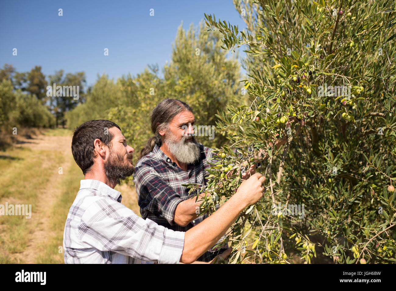Worker on olive plantation hi-res stock photography and images - Alamy