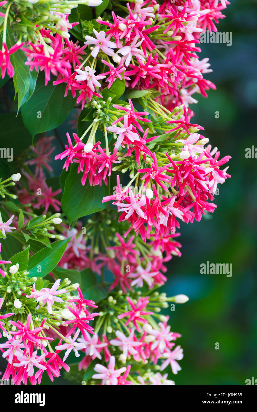 Thai small pink flowers blossom, Quisqualis Indica flower plant ...
