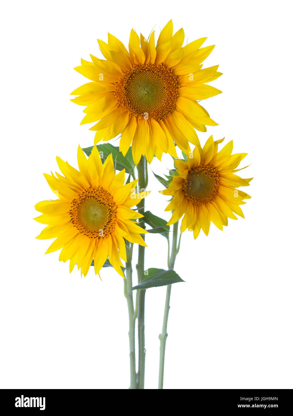 Three Sunflowers isolated on a white background Stock Photo - Alamy