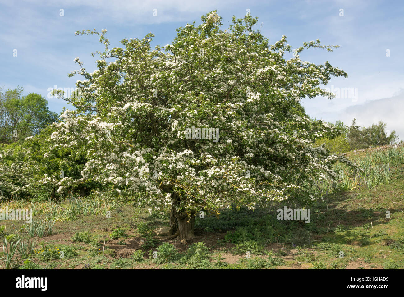 Hawthorn tree in flower Stock Photo - Alamy