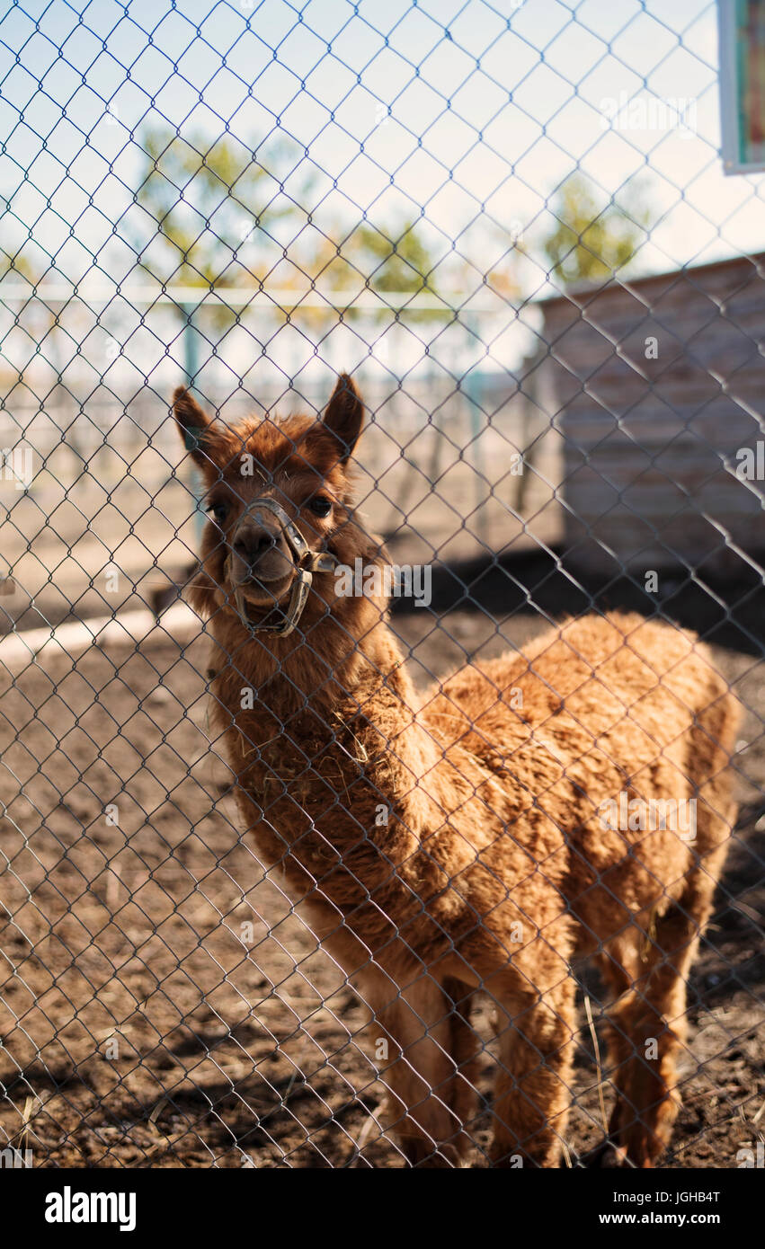 Lama in zoo Stock Photo - Alamy