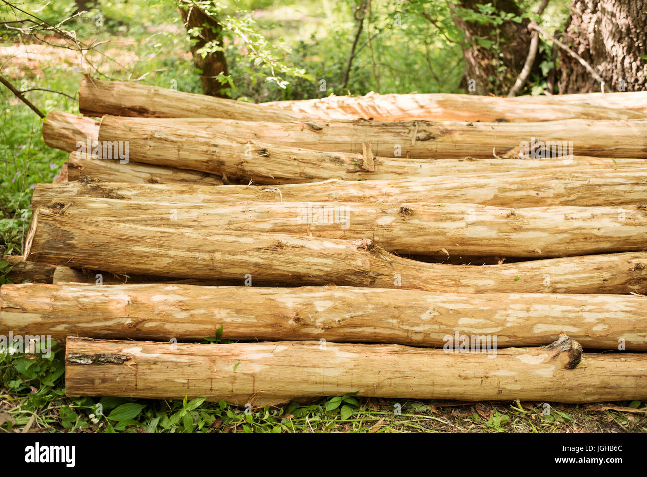 Log pile in the forest. Wood stack. Close up Stock Photo - Alamy