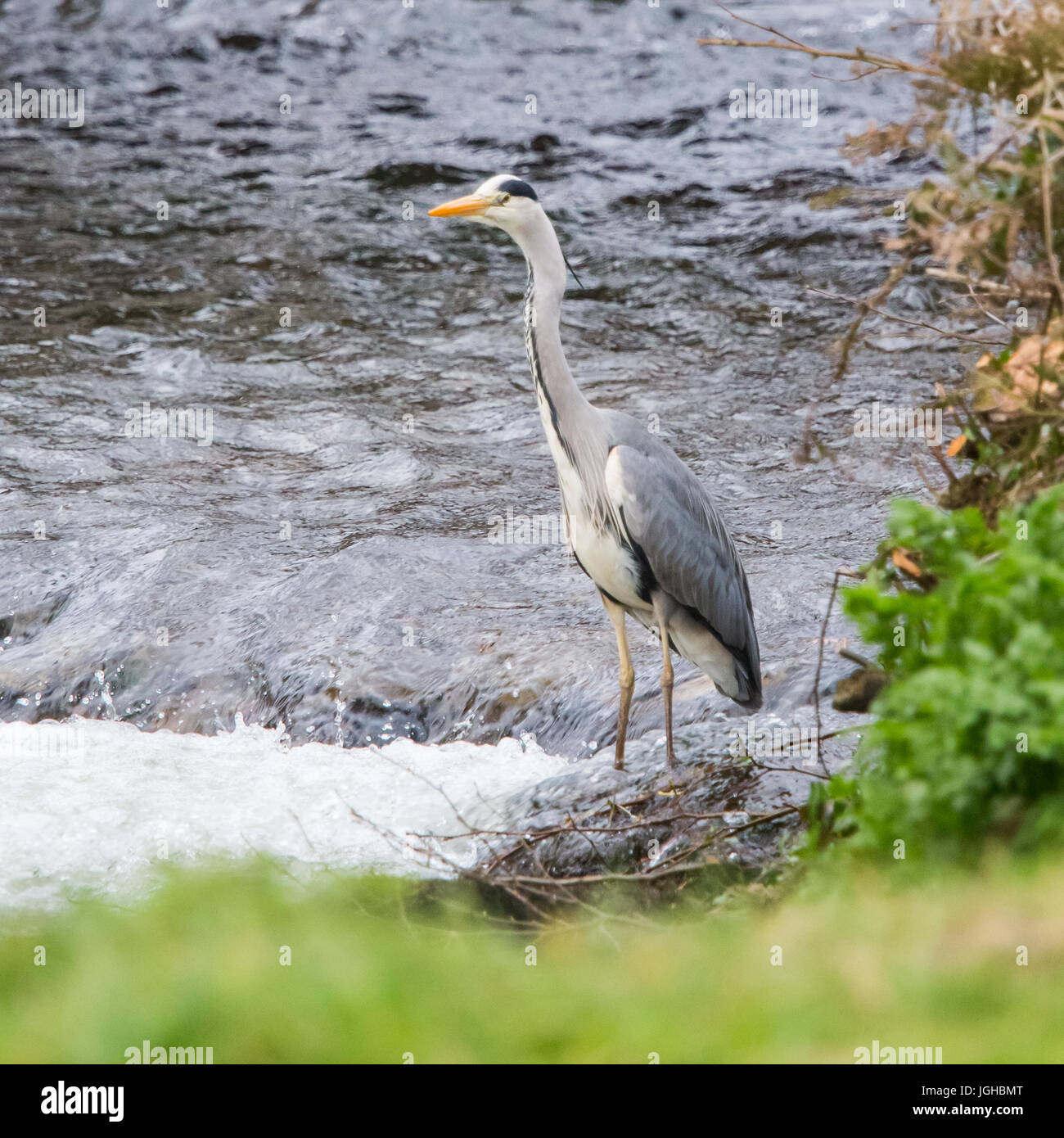 A beautiful heron standing near pond in a park Stock Photo - Alamy