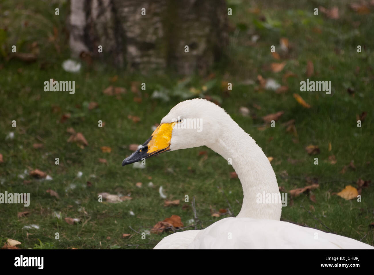 Swan eating fish hi-res stock photography and images - Alamy