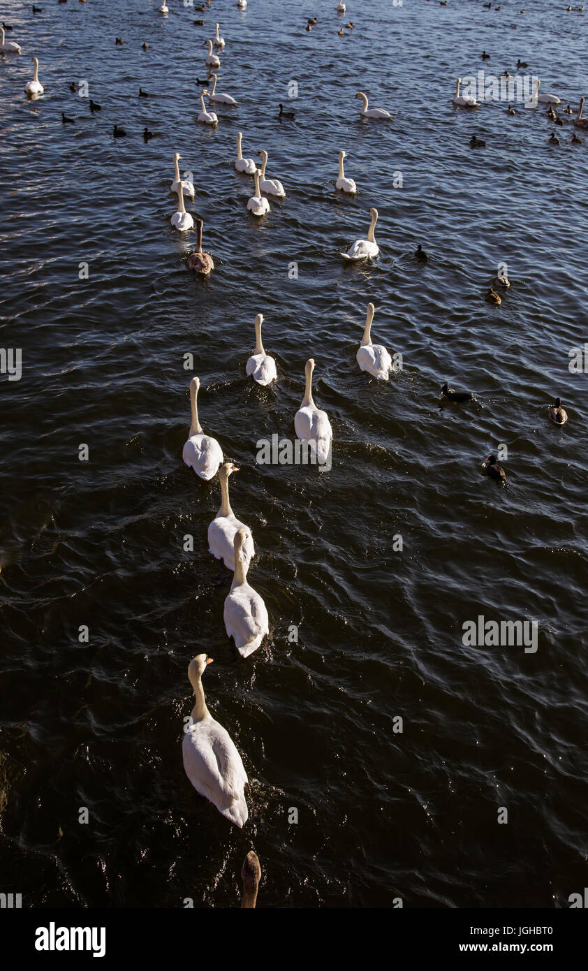 Swan eating fish hi-res stock photography and images - Alamy